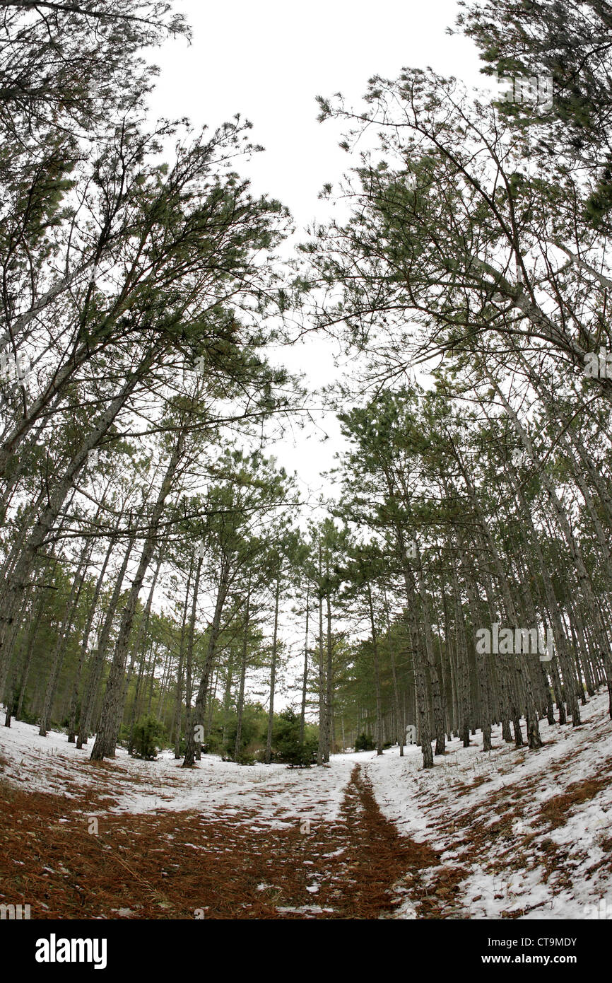 Fisheye view of forest hi-res stock photography and images - Alamy