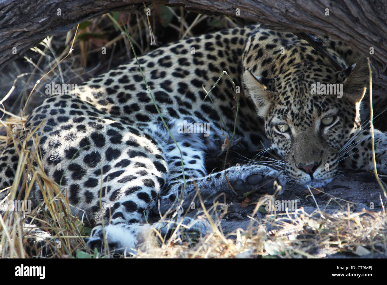 Leopard hidden in grass hi-res stock photography and images - Alamy