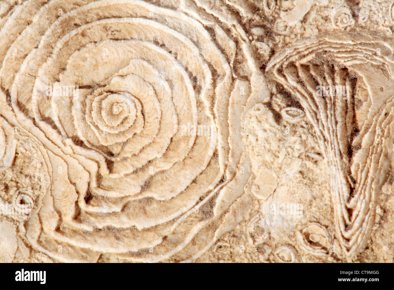 texture of old fossilized sea shells on the rock Stock Photo - Alamy
