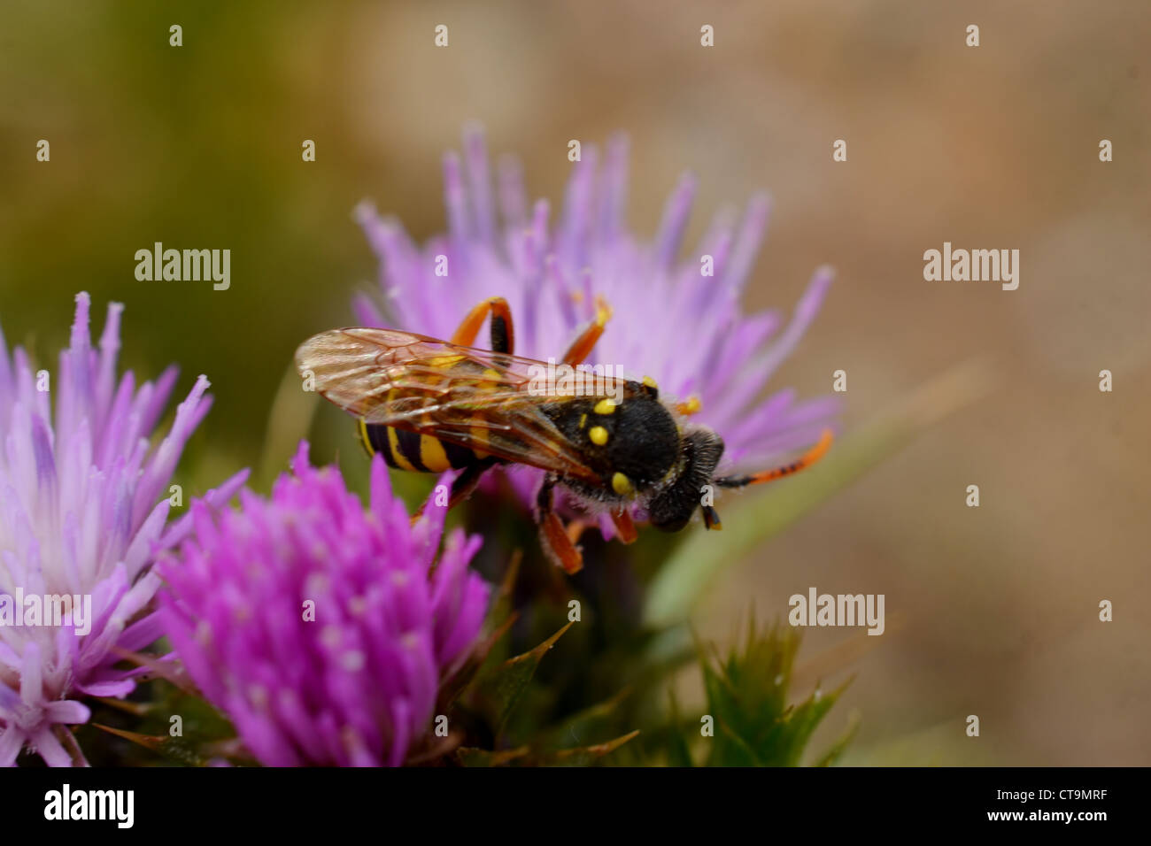 Wildlife in and around Rye Stock Photo - Alamy