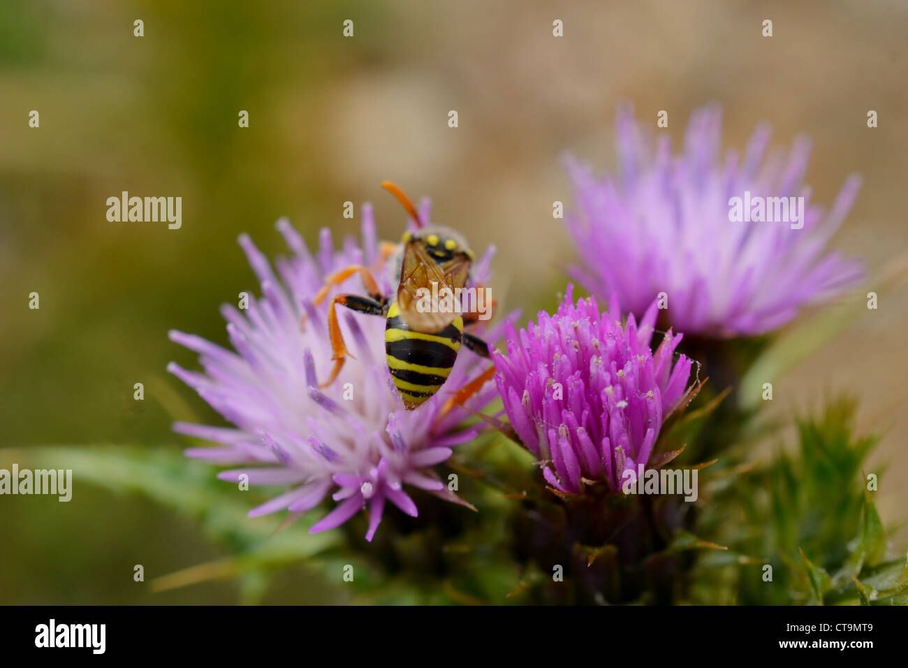 Wildlife in and around Rye Stock Photo - Alamy