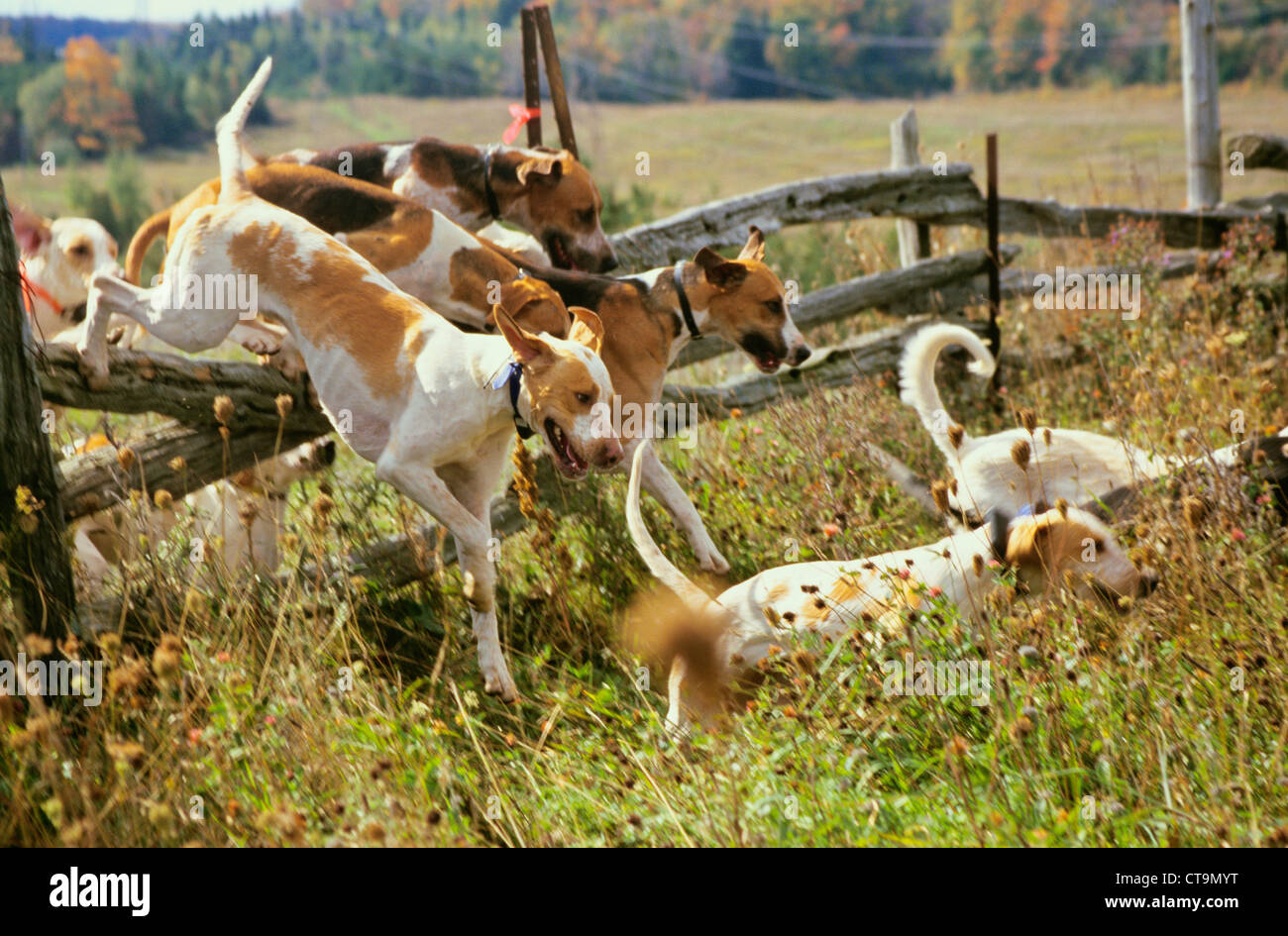 Fox Hounds jumping over a fence at the Caledon Fox Hunt in Caledon ...