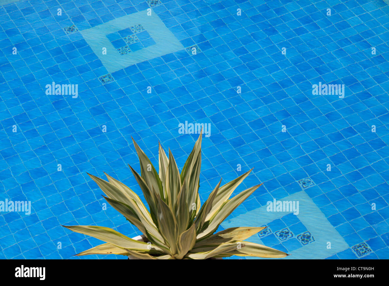 Cactus leaves next to the bright blue water of a swimming pool in the ...