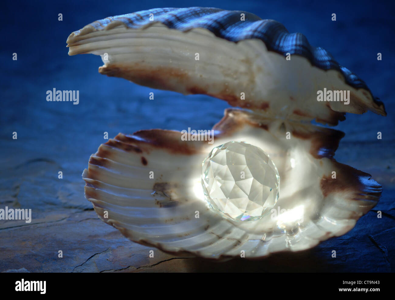 Pearl in a seashell Stock Photo - Alamy