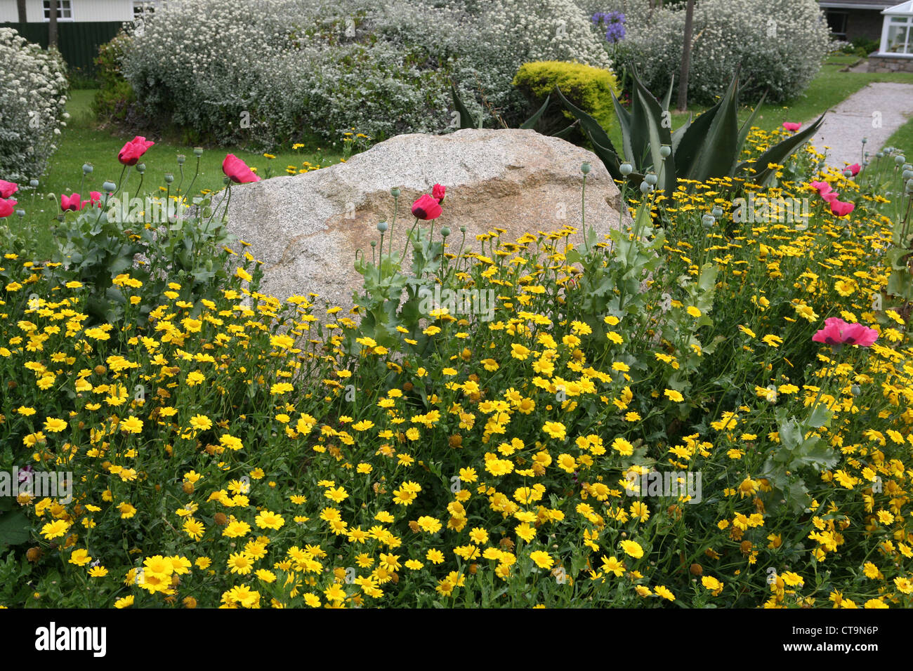 Flowers plants on scilly isles hi-res stock photography and images - Alamy