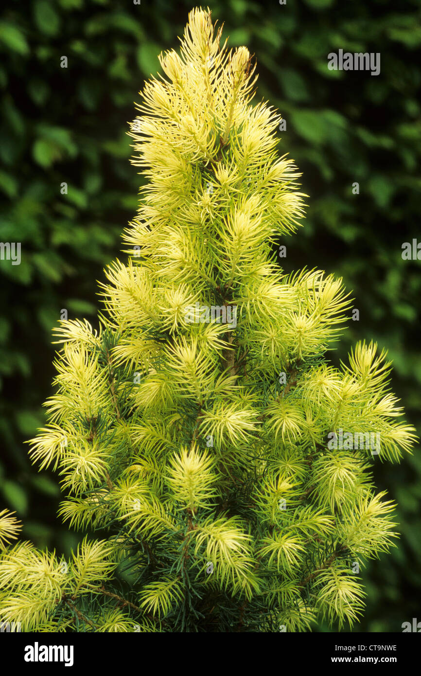 Picea 'Daisy White' spruce spruces evergreen tree trees garden plant ...