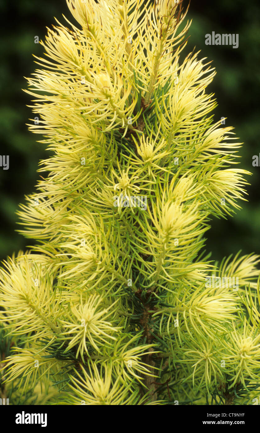 Picea 'Daisy White' spruce spruces evergreen tree trees garden plant ...