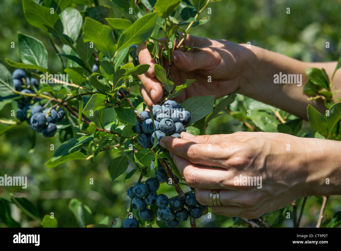 Blueberry bush, New Jersey, USA Stock Photo - Alamy