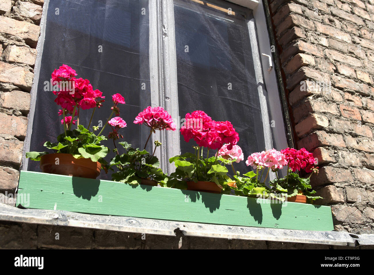 Geraniums On Window Sill High Resolution Stock Photography and Images ...