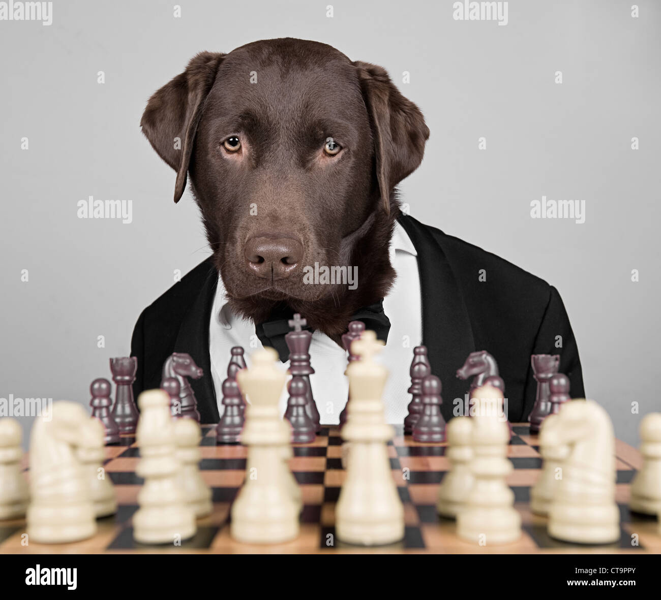 Animals playing chess hi-res stock photography and images - Alamy