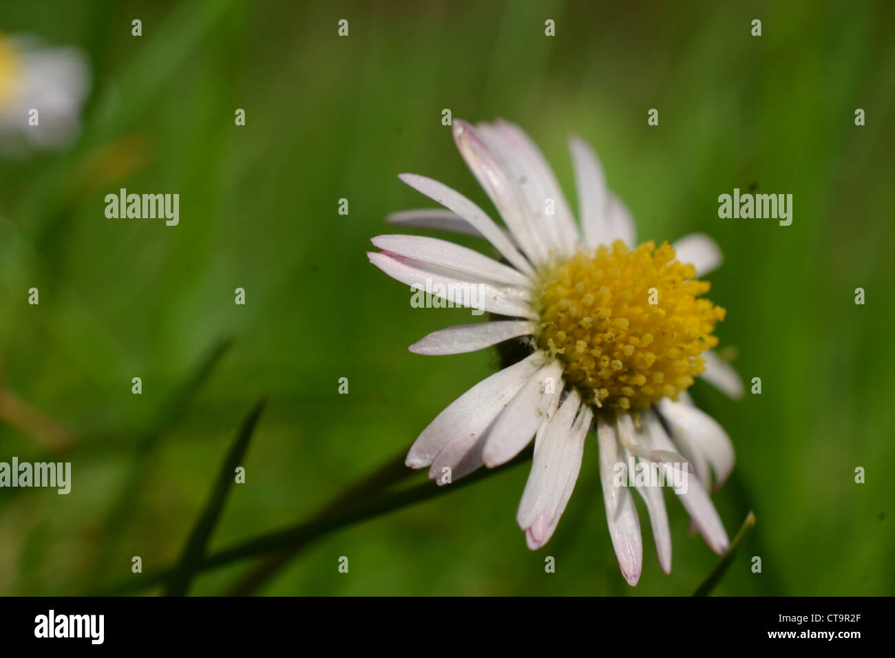The Daisy Stock Photo - Alamy