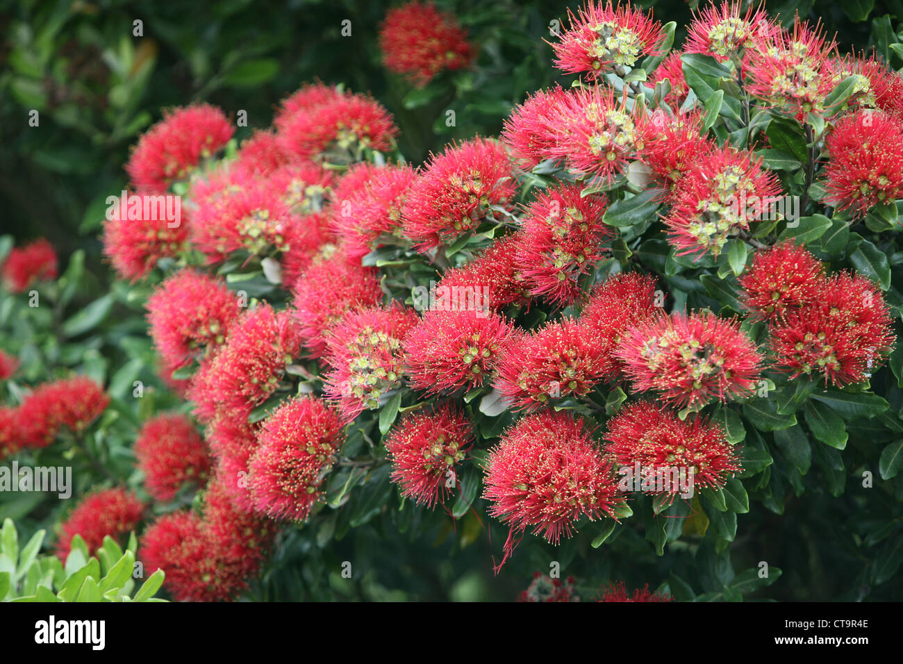 Flowers plants on scilly isles hi-res stock photography and images - Alamy