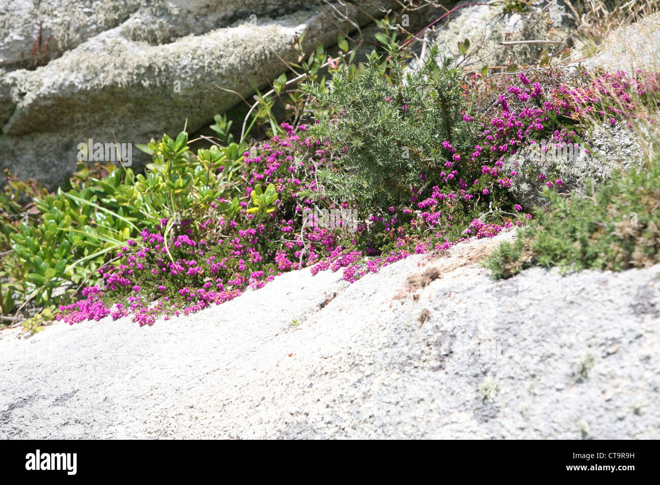 Flowers plants on scilly isles hi-res stock photography and images - Alamy