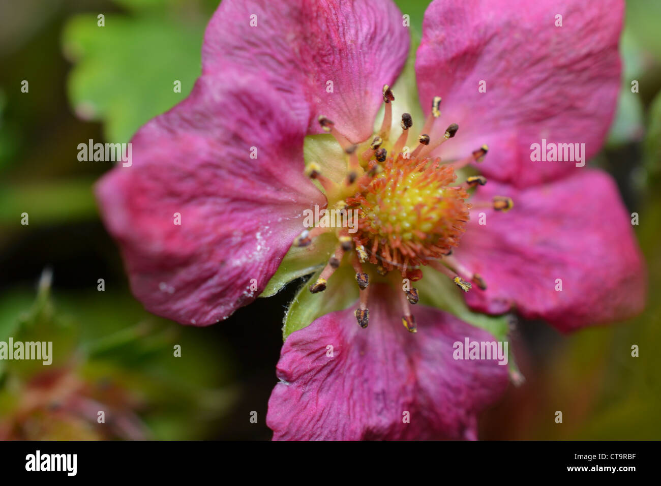 Grass flowers in hand hi-res stock photography and images - Alamy