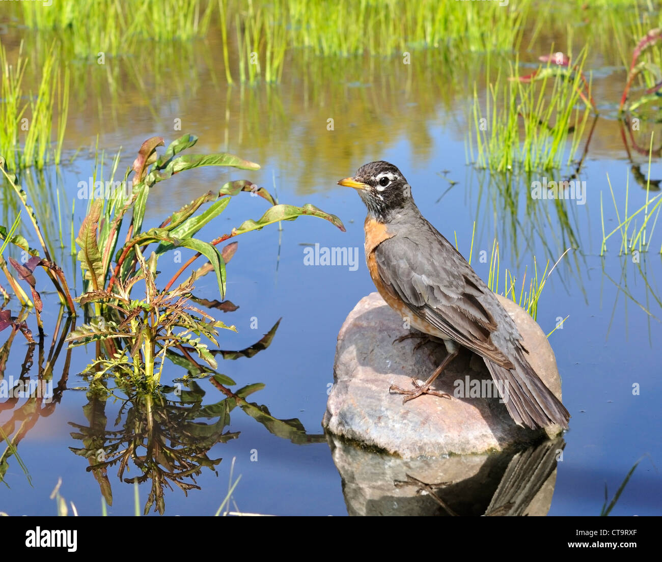 Robin stone hi-res stock photography and images - Alamy
