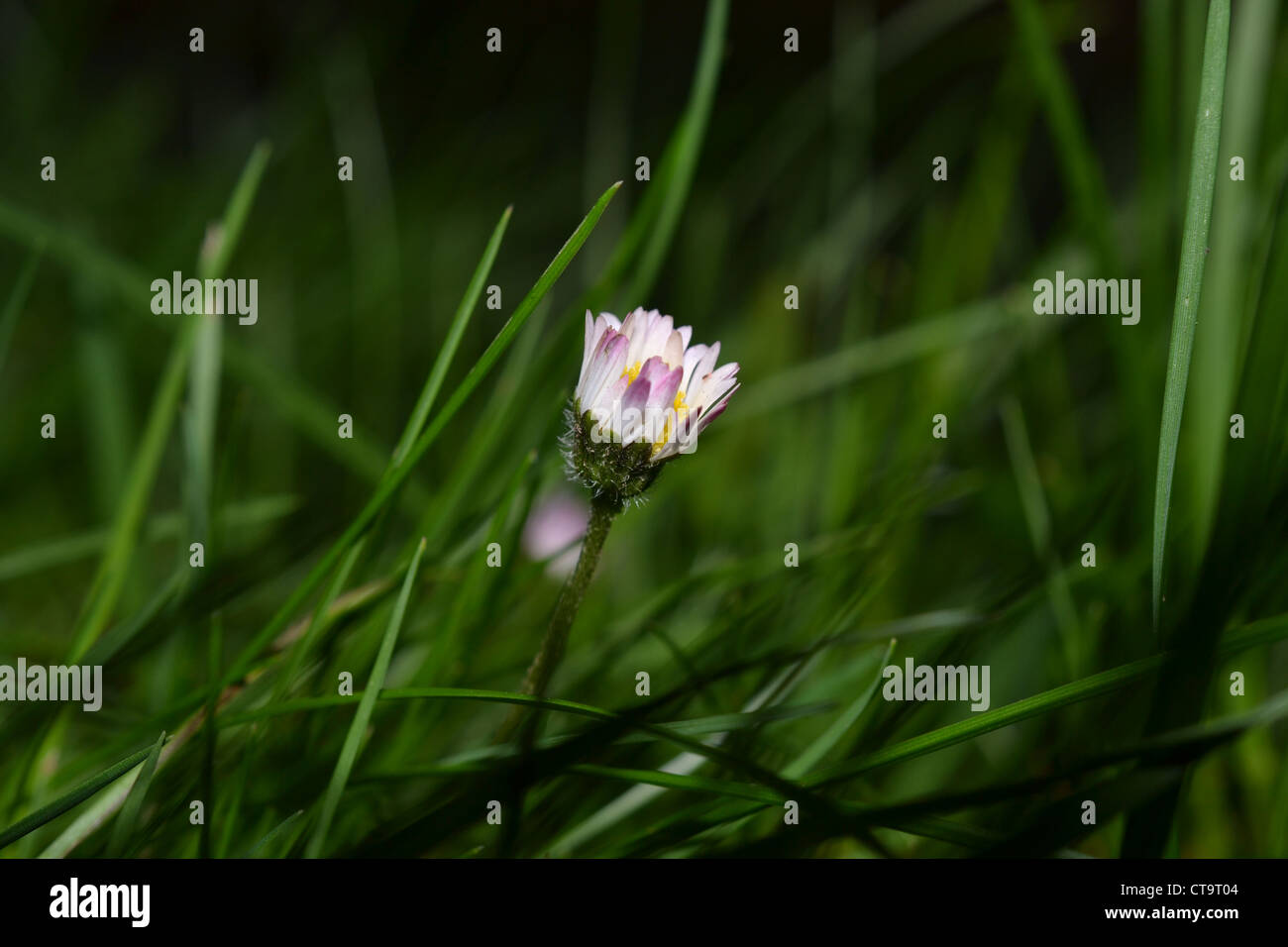 The Daisy Stock Photo - Alamy