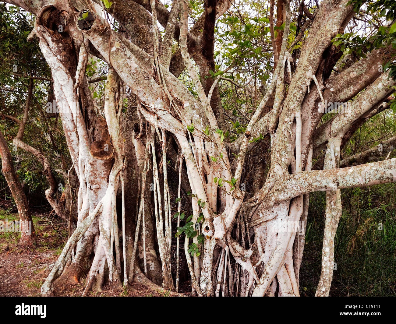 A Big Tropical Root Tree Stock Photo - Alamy