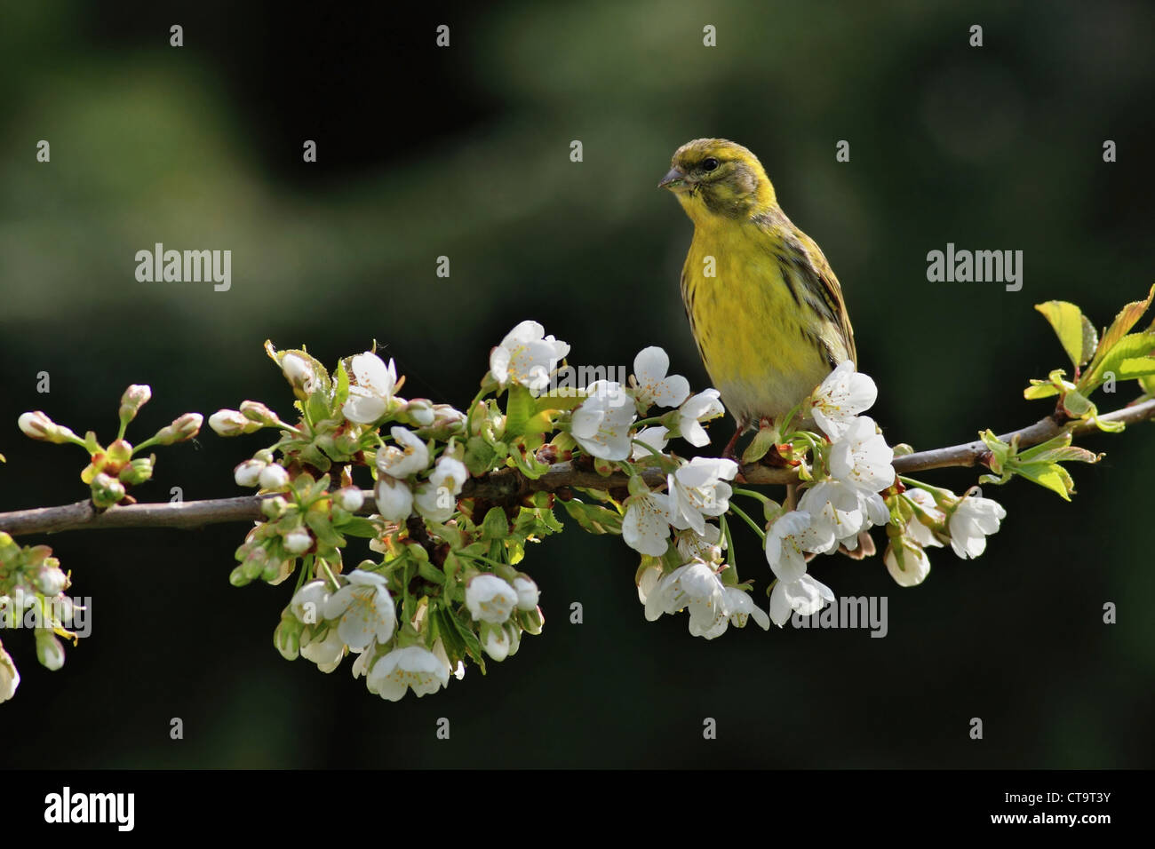 European Serin on a cherry tree branch in blossom Stock Photo - Alamy