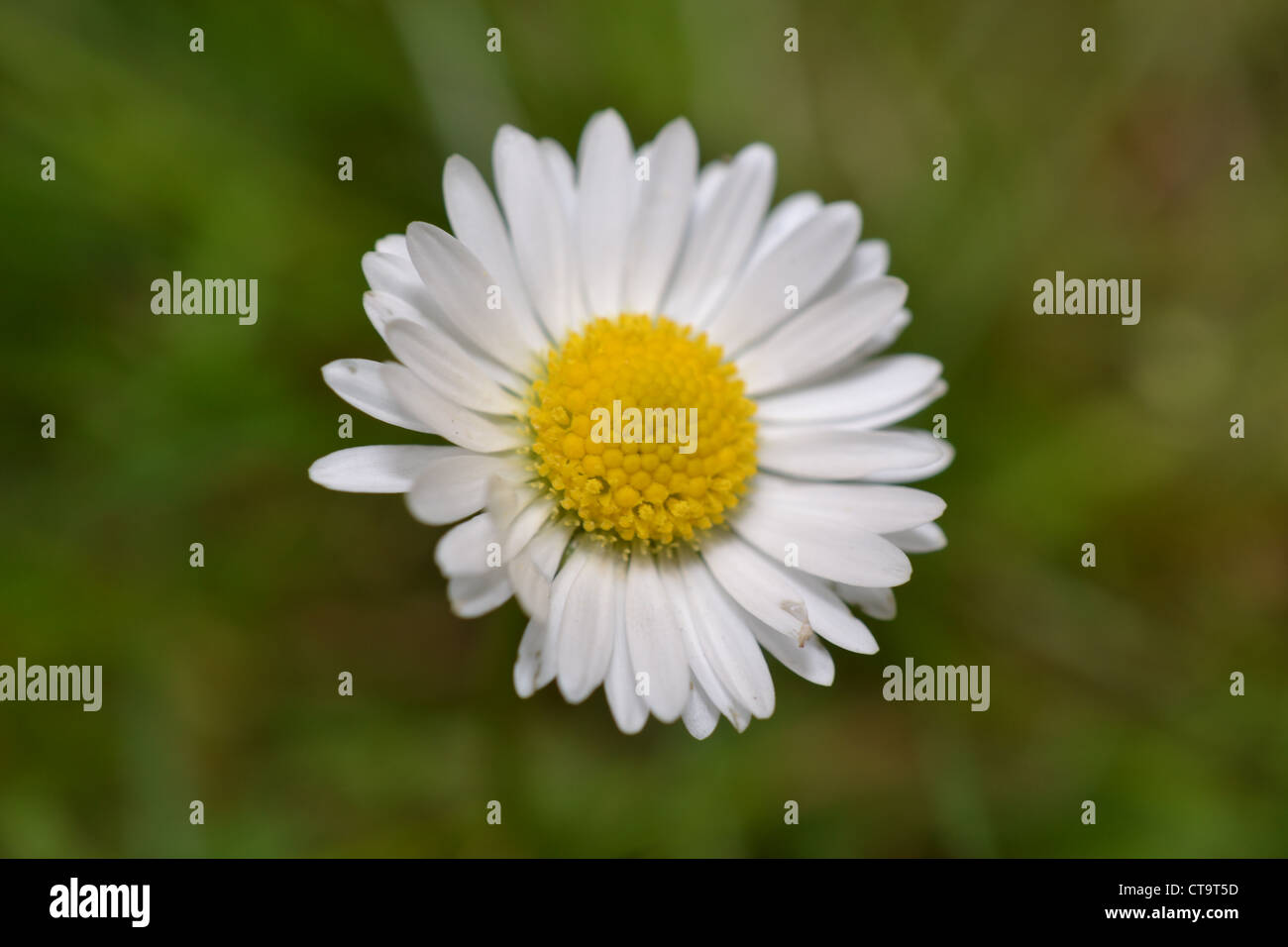 The Daisy Stock Photo - Alamy