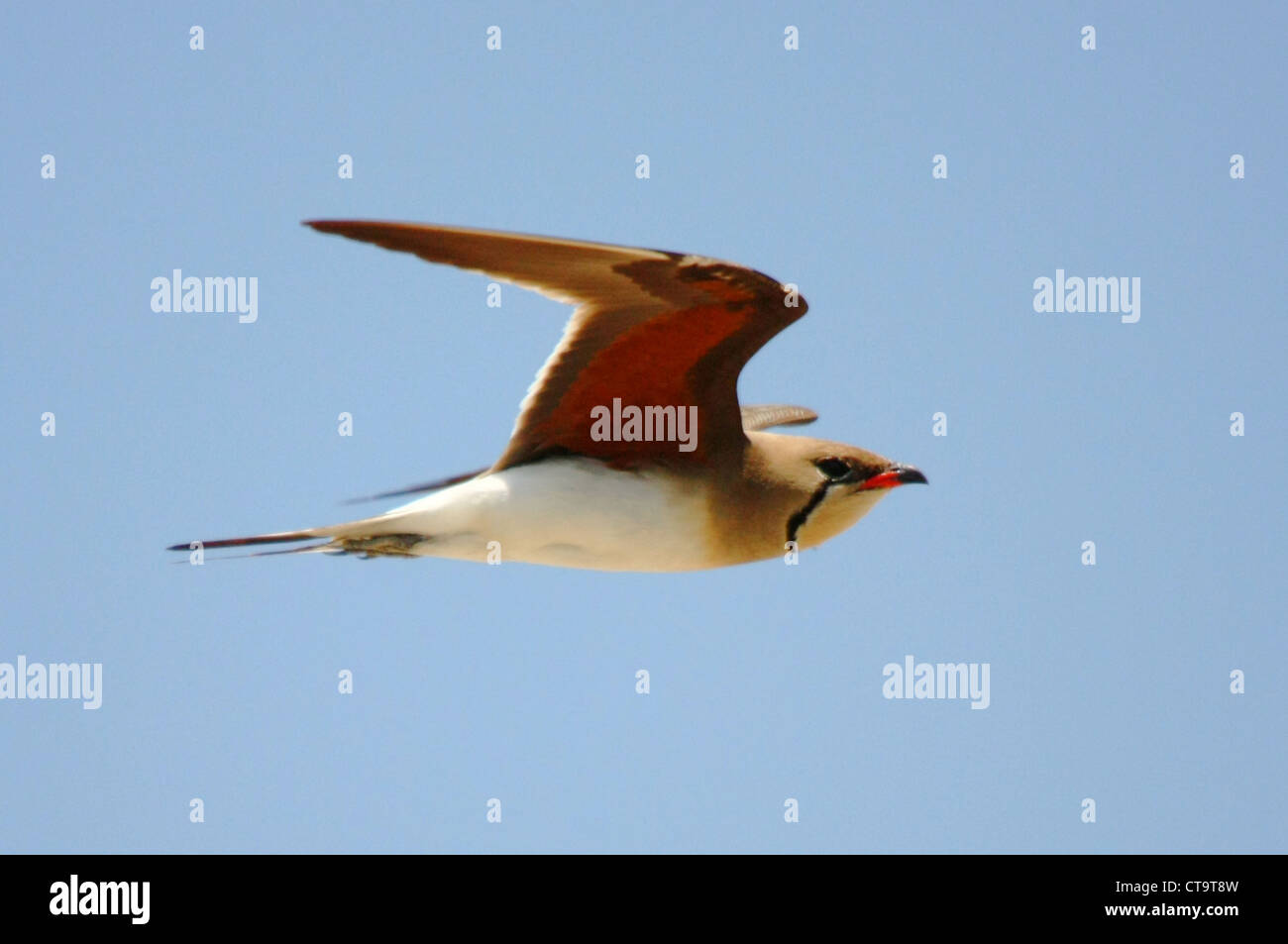 collared pratincole in flight Stock Photo - Alamy