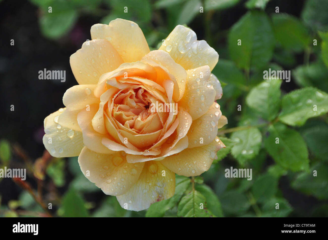 flower with dew Stock Photo - Alamy