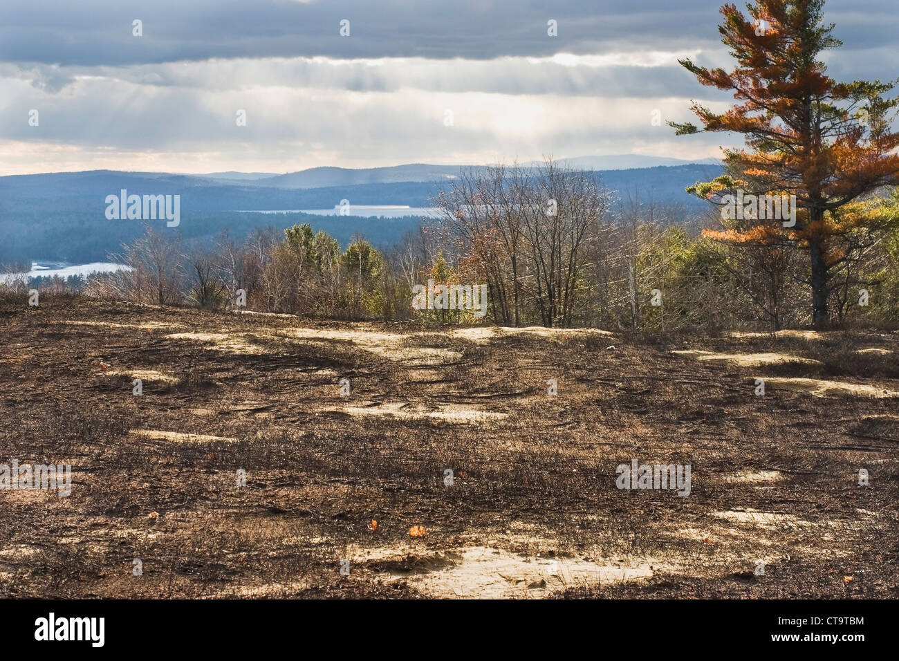 Burnt blueberry fields in Maine Stock Photo - Alamy