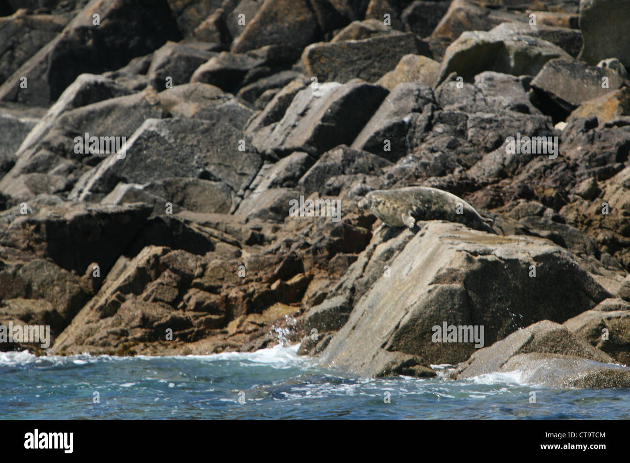 A seal resting on the Norrard rocks near Samson Scilly Isles Isles of ...