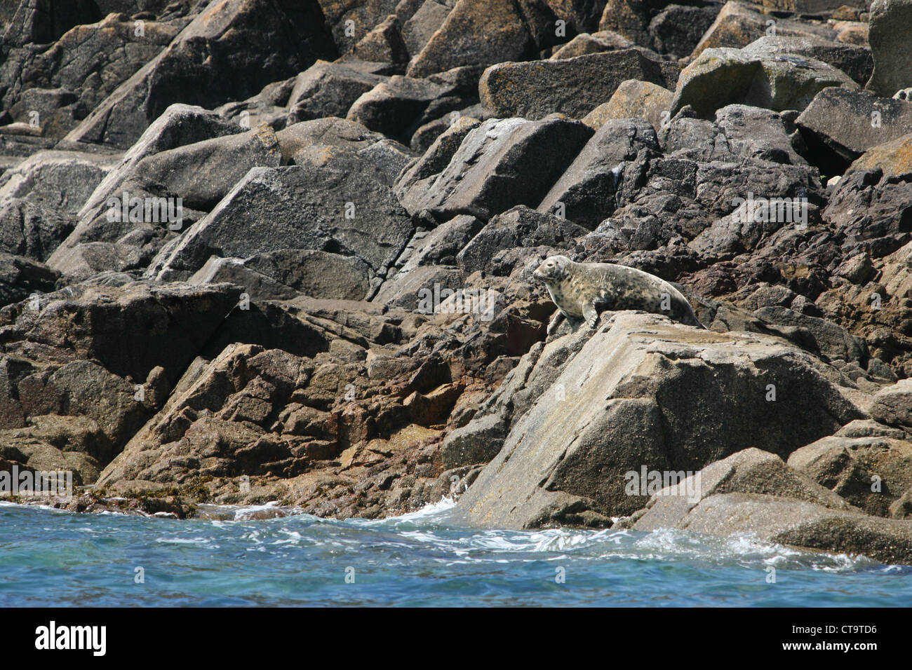 A seal resting on the Norrard rocks near Samson Scilly Isles Isles of ...