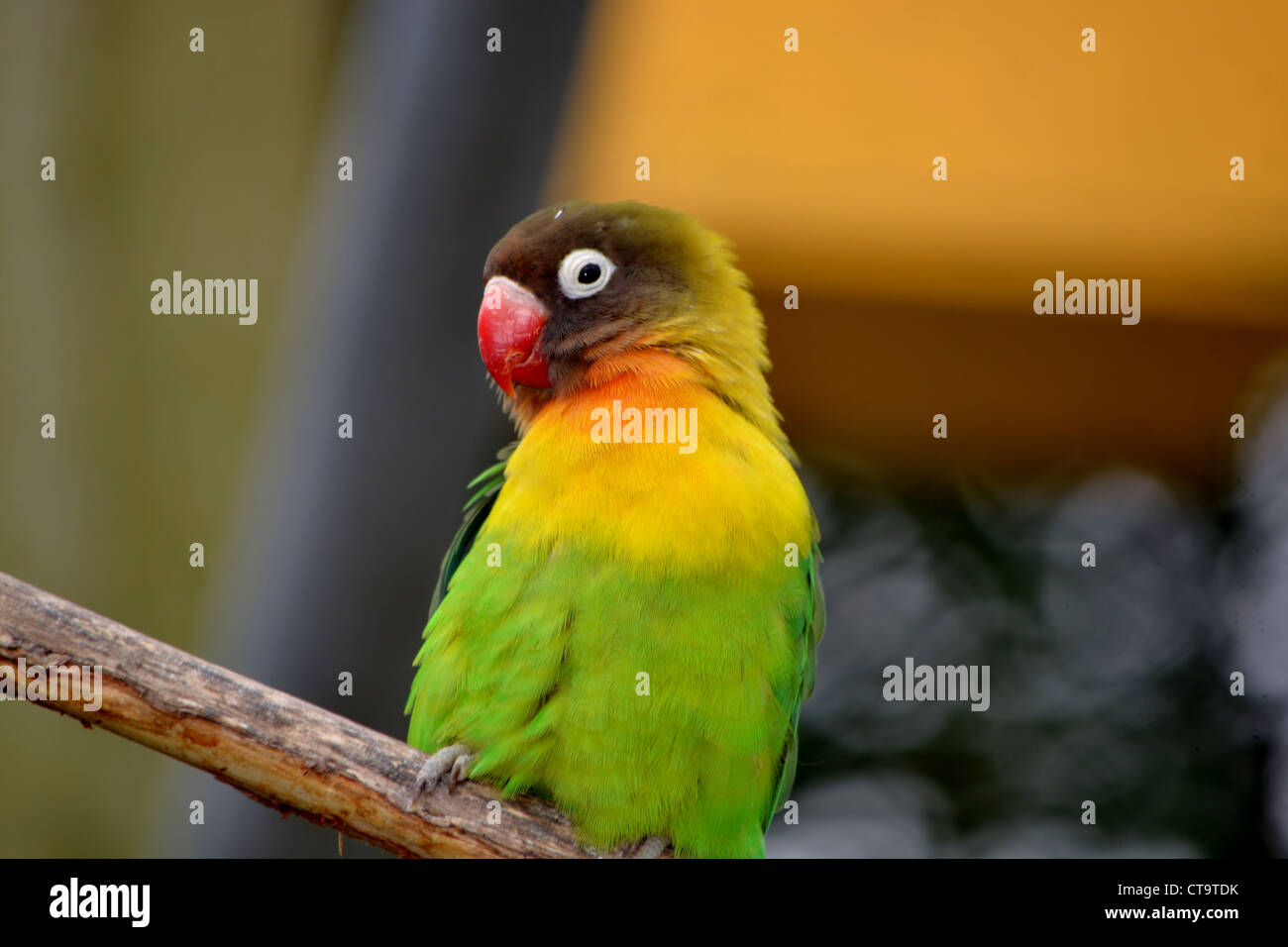 Wildlife in and around Rye Stock Photo - Alamy