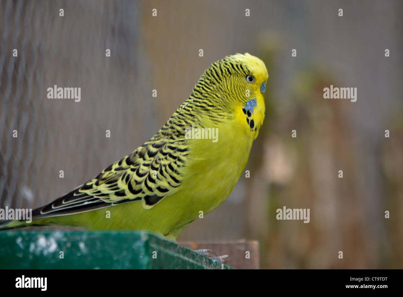 Wildlife in and around Rye Stock Photo - Alamy