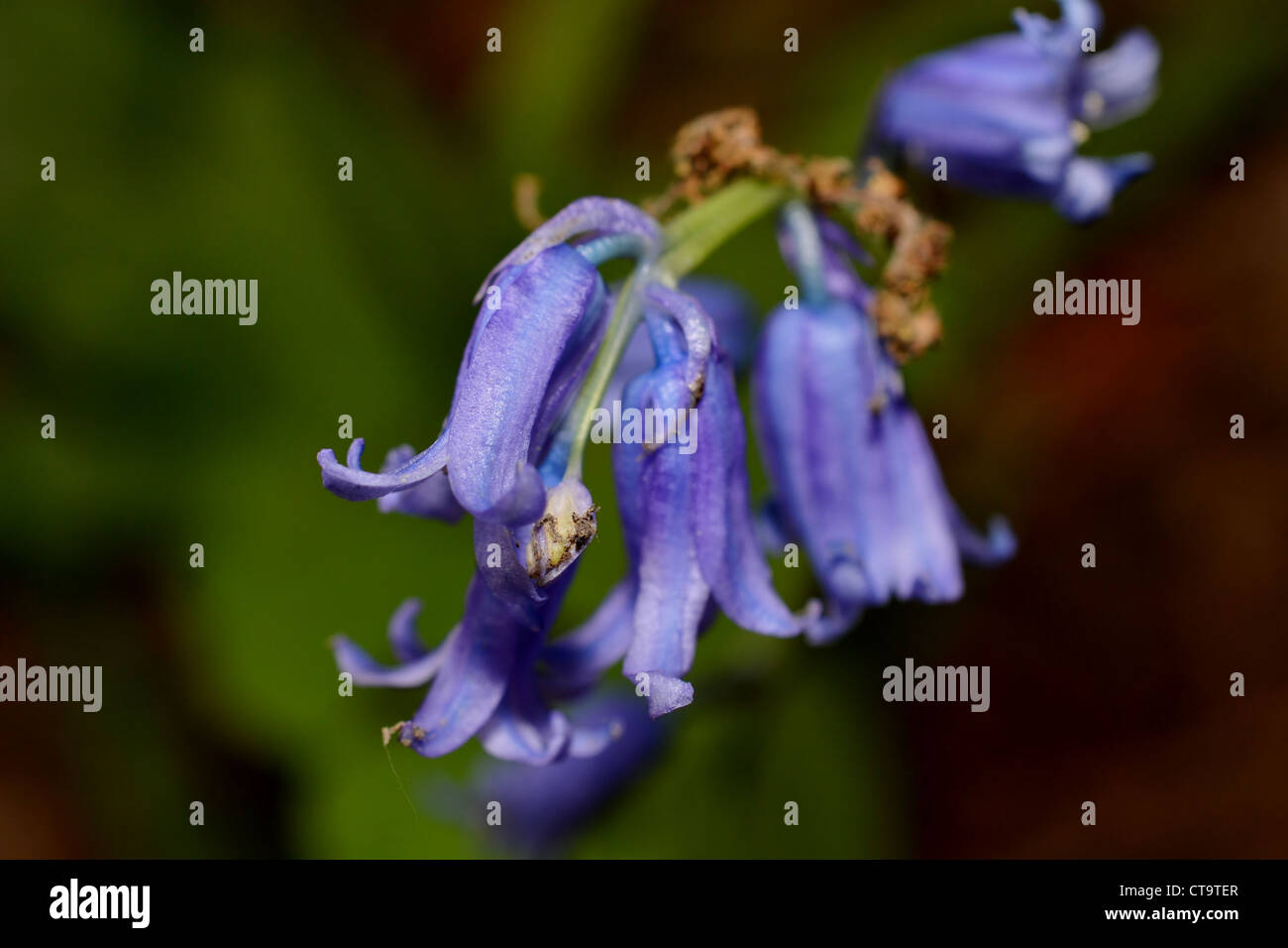 Plants & Flowers Stock Photo - Alamy