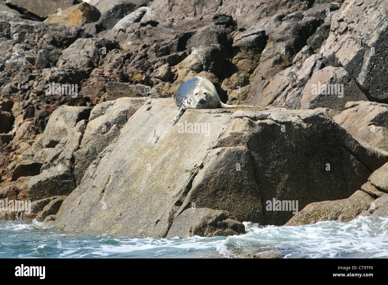 A seal resting on the Norrard rocks near Samson Scilly Isles Isles of ...