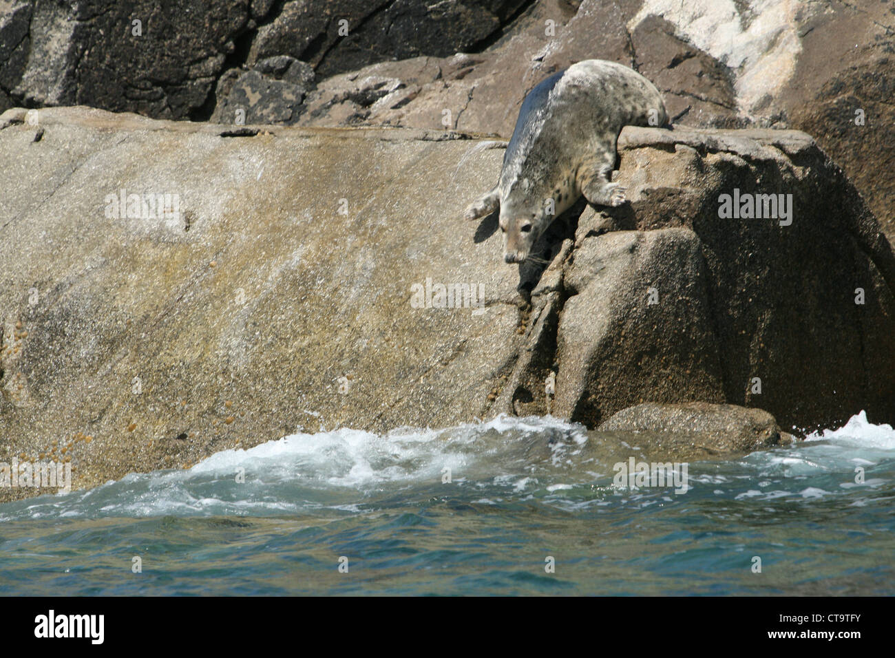 A seal resting on the Norrard rocks near Samson Scilly Isles Isles of ...