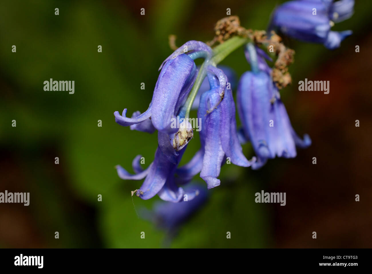 Plants & Flowers Stock Photo - Alamy