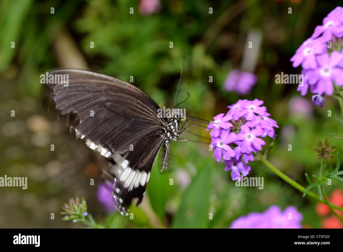 Wildlife in and around Rye Stock Photo - Alamy