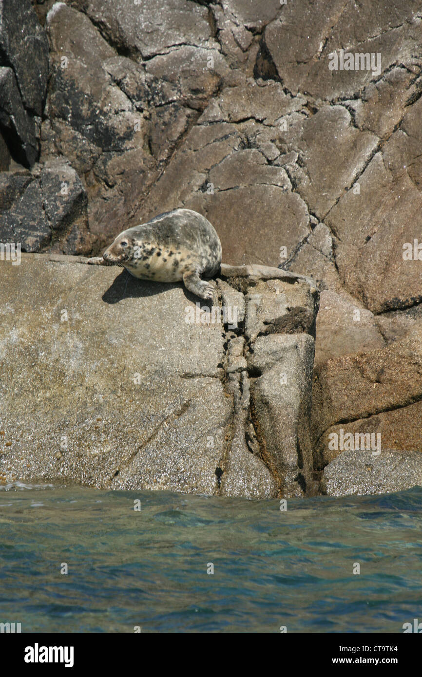 A seal resting on the Norrard rocks near Samson Scilly Isles Isles of ...