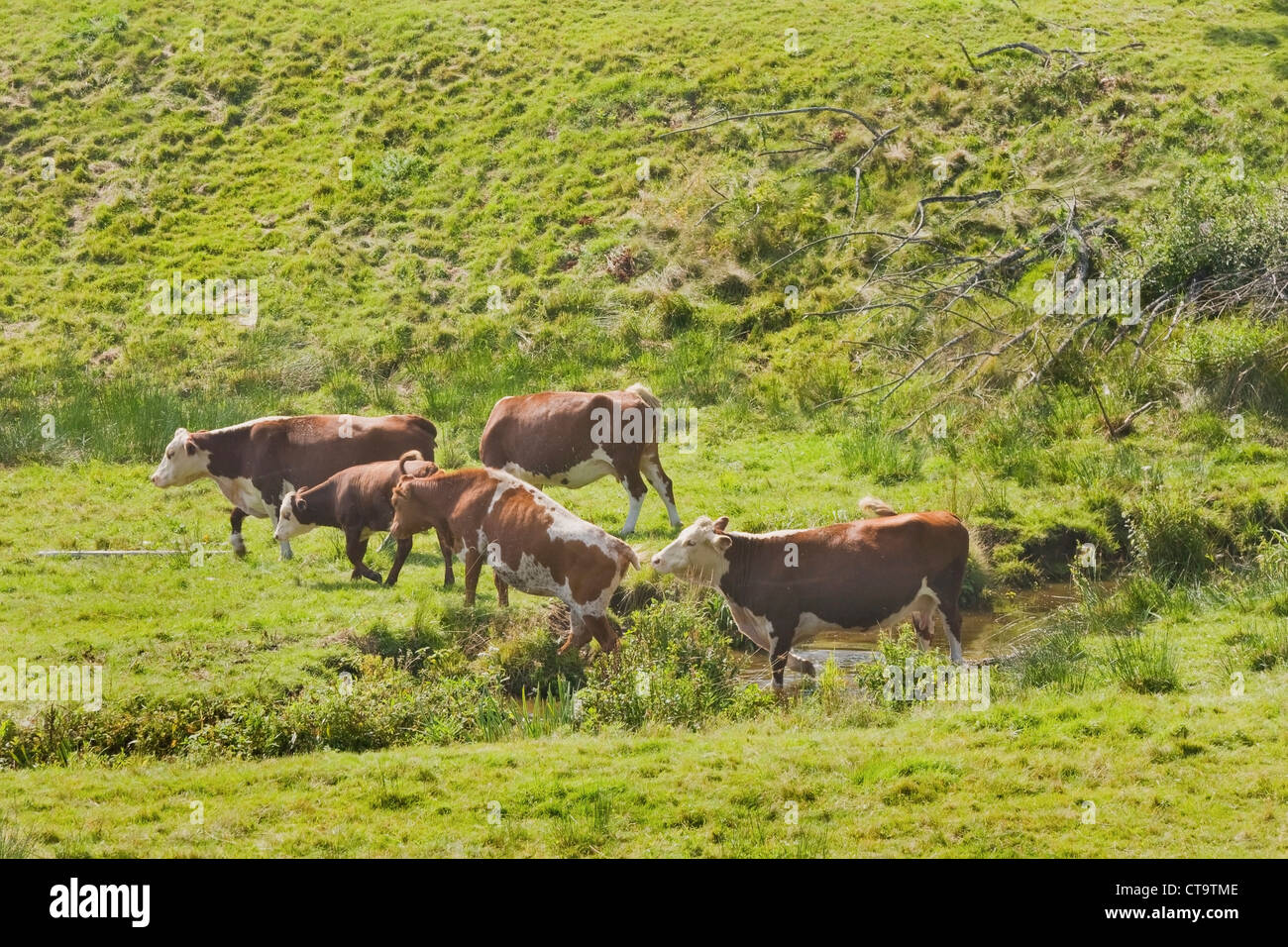 Grazing hill hi-res stock photography and images - Alamy