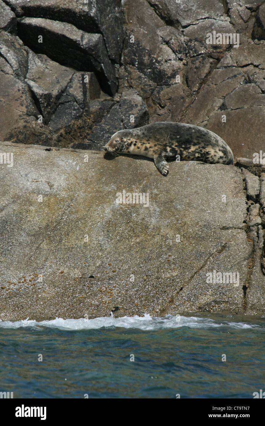 Seal island cornwall hi-res stock photography and images - Alamy