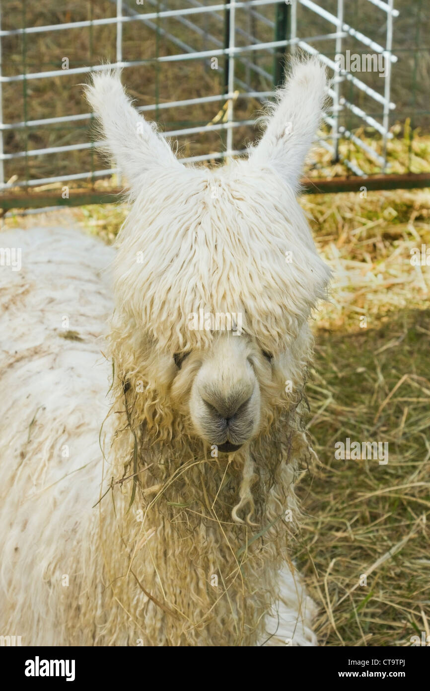 White Alpaca close-up portrait Stock Photo - Alamy