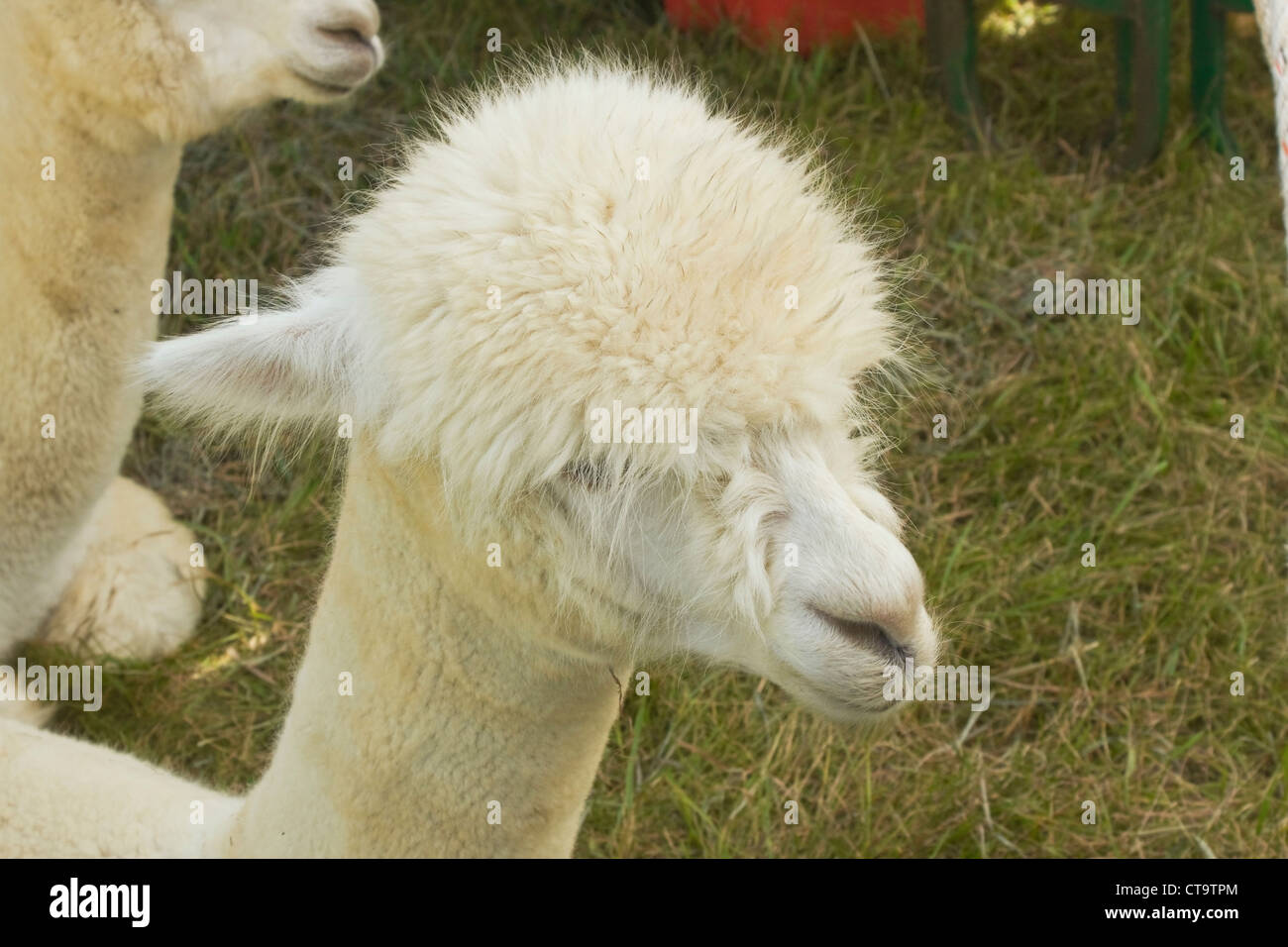 Alpaca white hi-res stock photography and images - Alamy