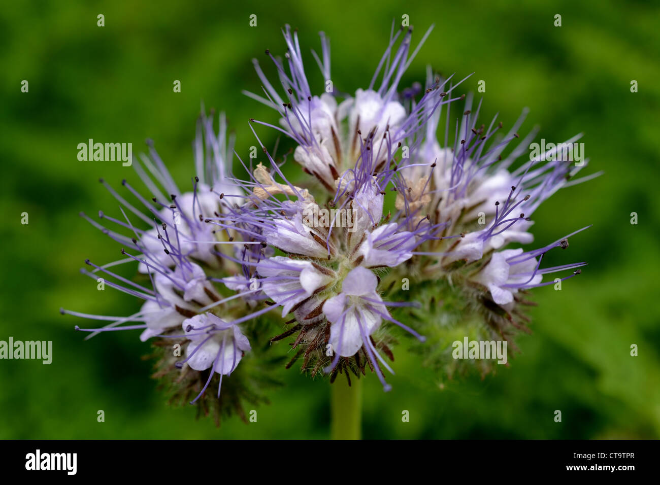 Plants & Flowers Stock Photo - Alamy