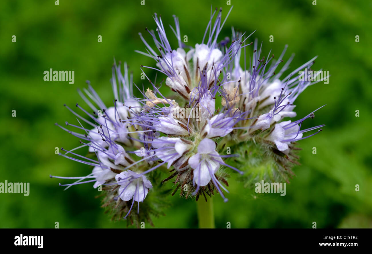 Plants & Flowers Stock Photo - Alamy