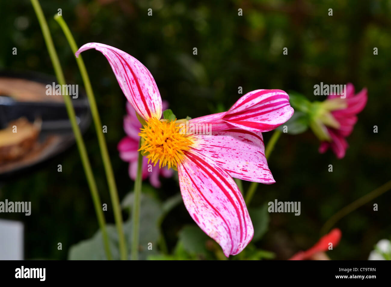 Plants & Flowers Stock Photo - Alamy