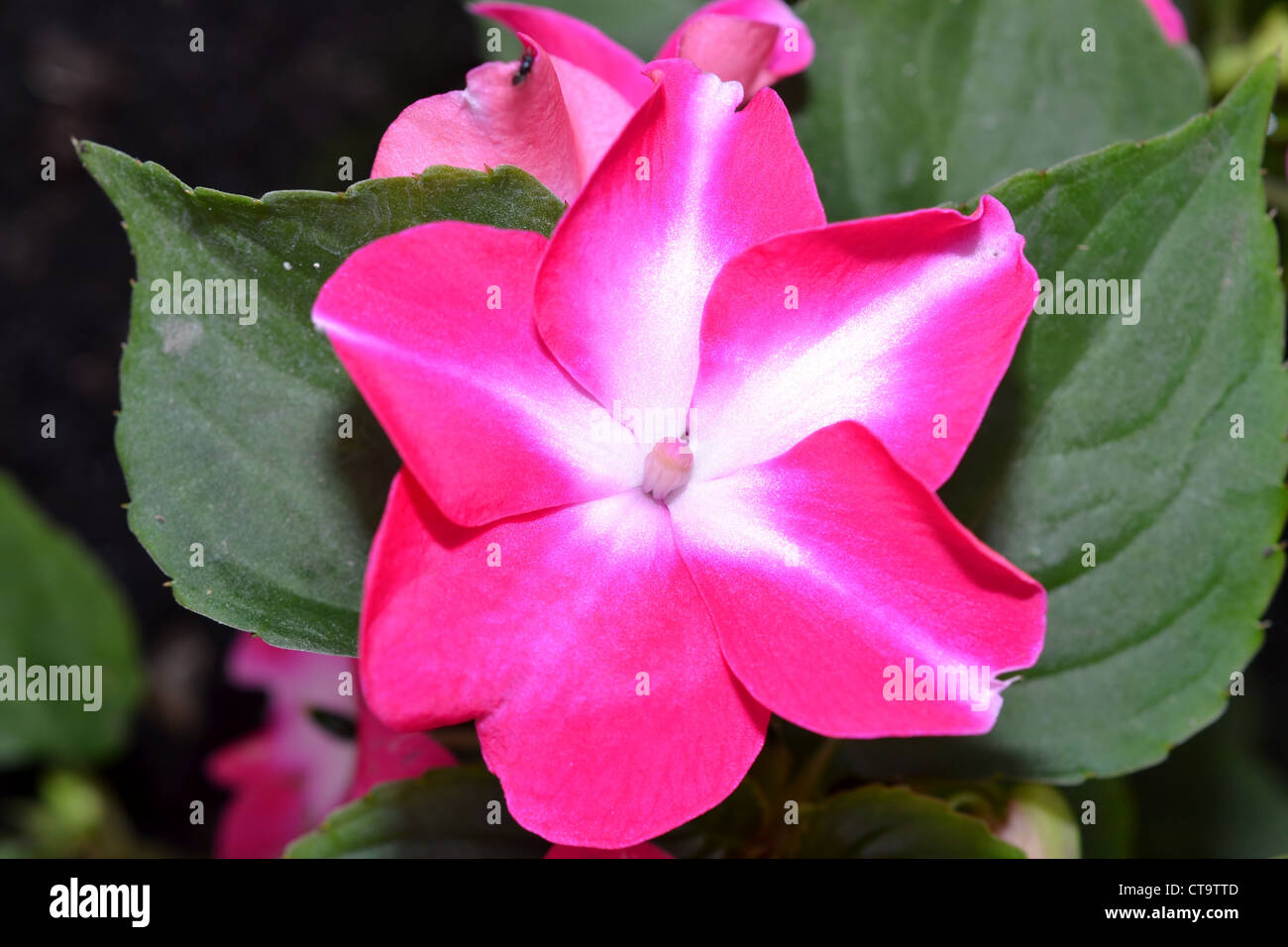 Plants & Flowers Stock Photo - Alamy