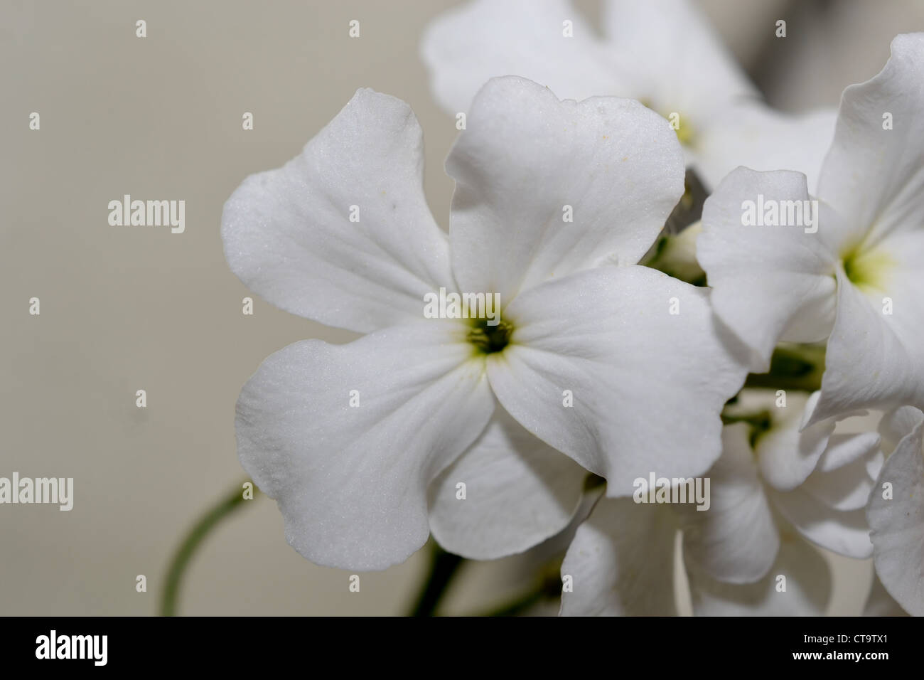 Plants & Flowers Stock Photo - Alamy