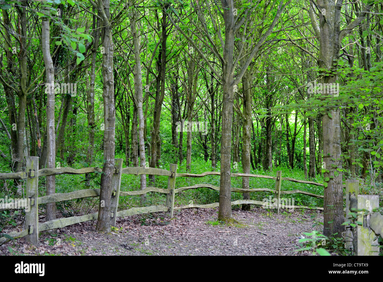 In and around Rye Stock Photo - Alamy