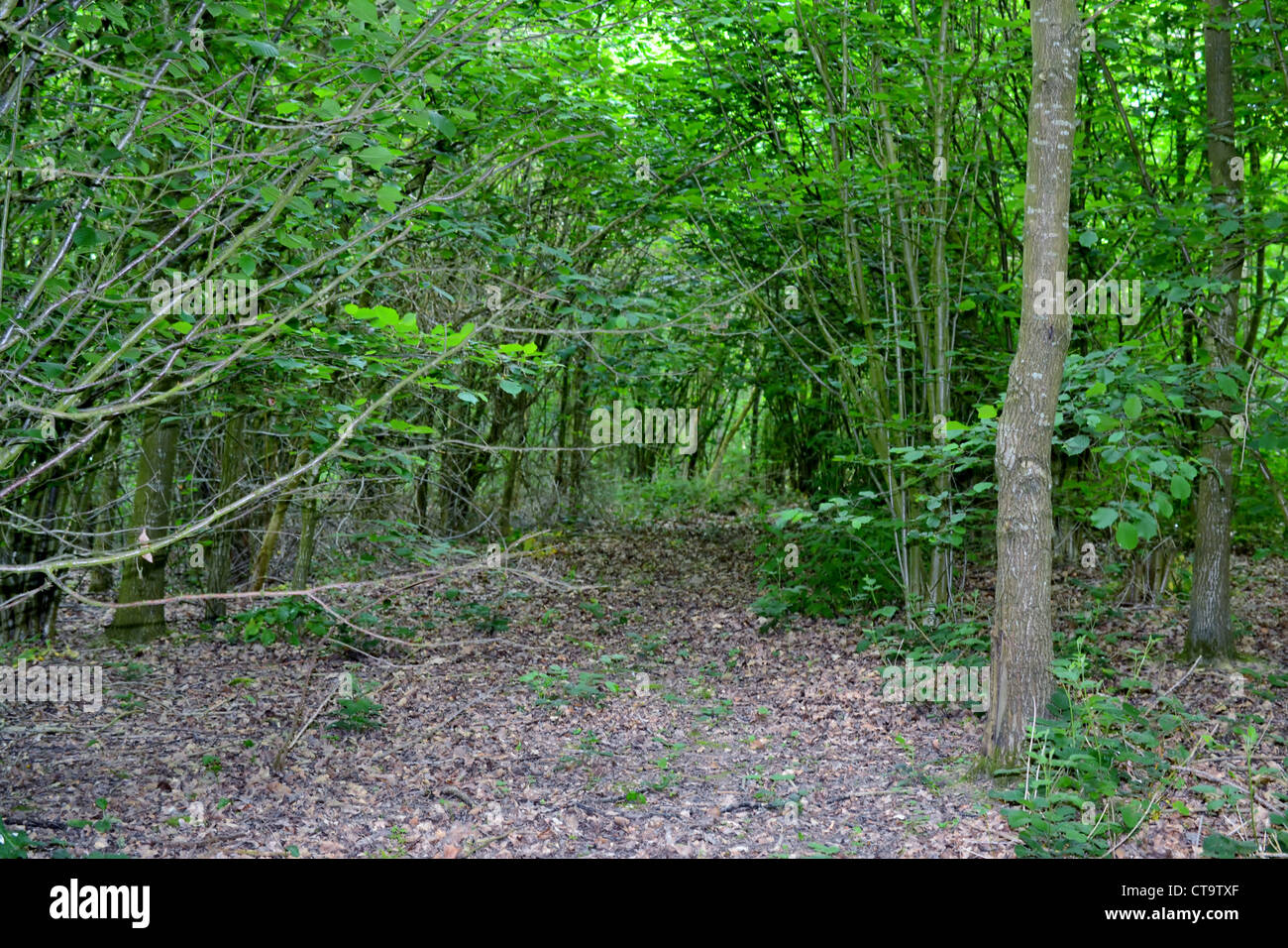 In and around Rye Stock Photo - Alamy