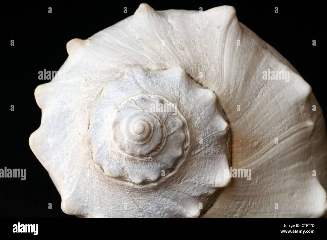 Close-up of a Conch seashell Stock Photo - Alamy