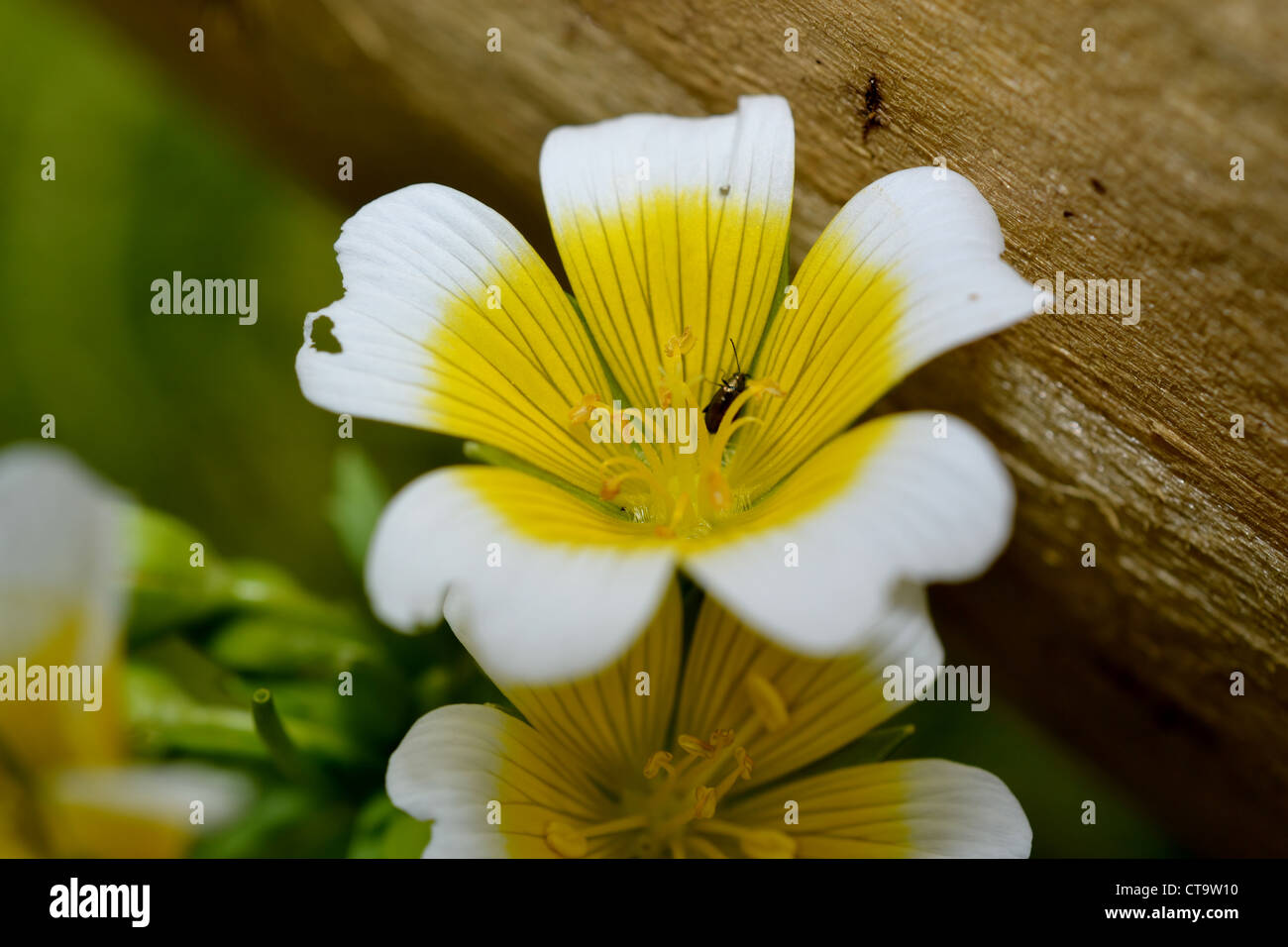 Plants & Flowers Stock Photo - Alamy