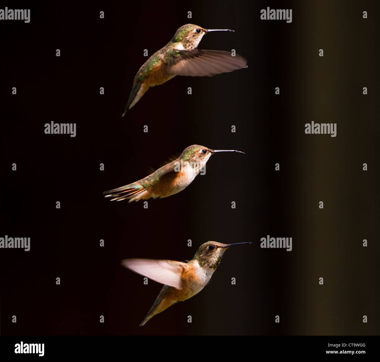 Female rufous hummingbird close up Stock Photo - Alamy